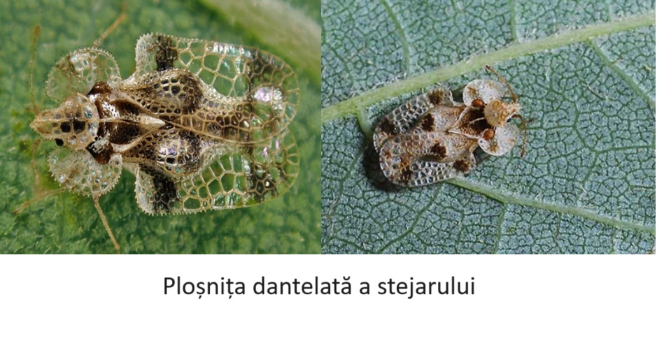 Ploșnița dantelată, un pericol pentru Sibiu? Ce ne spune entomologul ...