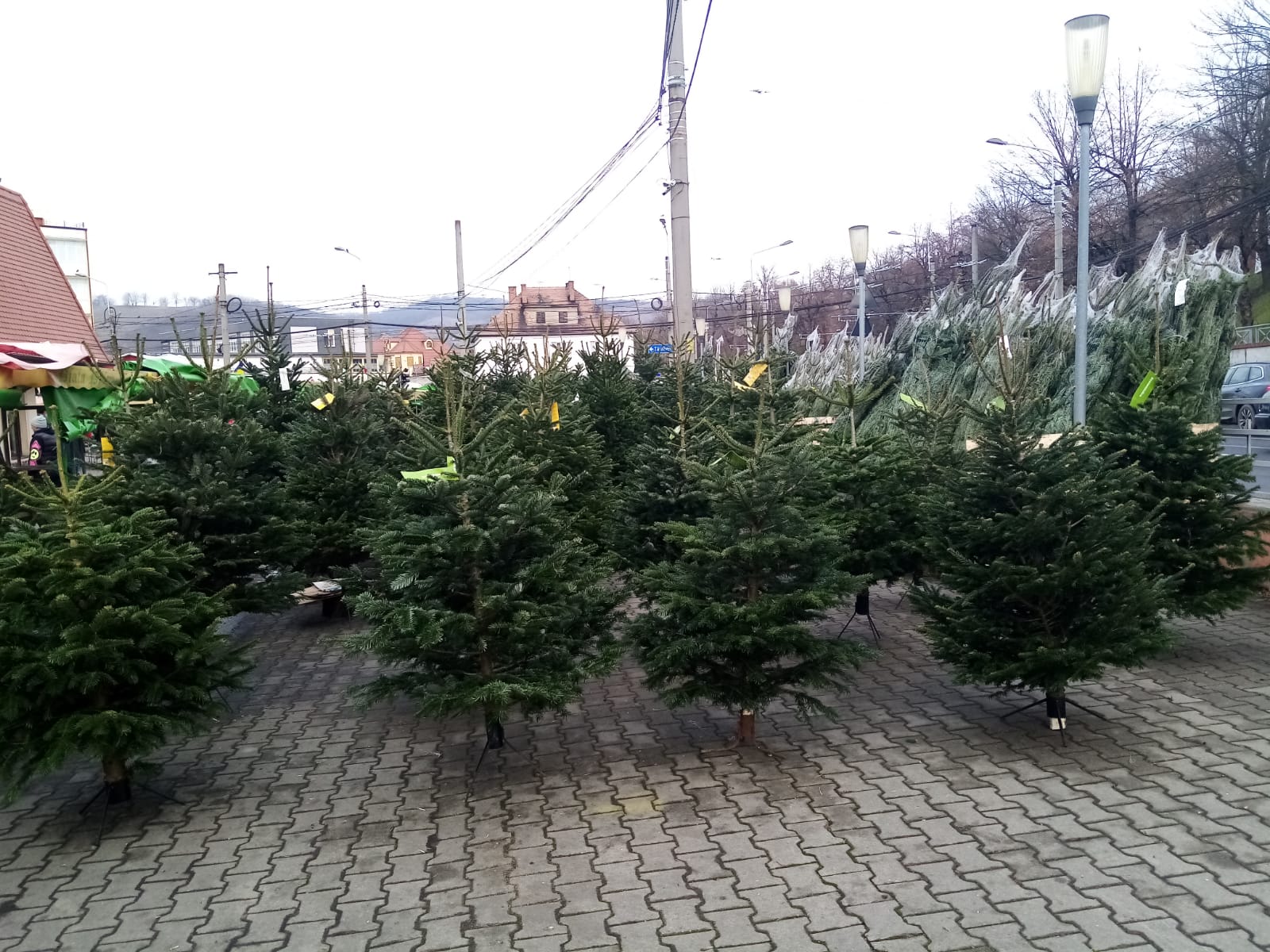 FOTO: Primii brazi de Crăciun au ajuns la Mediaș. Care sunt prețurile ...